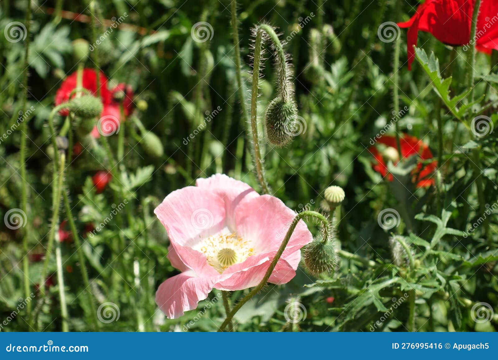 Light Pink Flower of Poppy in June Stock Photo - Image of rhoeas ...