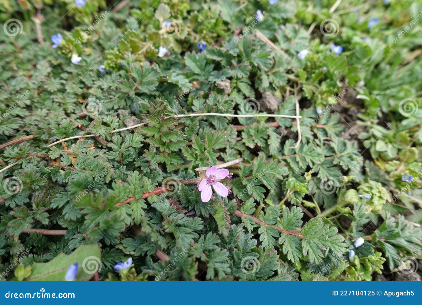 Erodium Cicutarium, Also Known As Redstem Filaree, Redstem Stork`s Bill ...