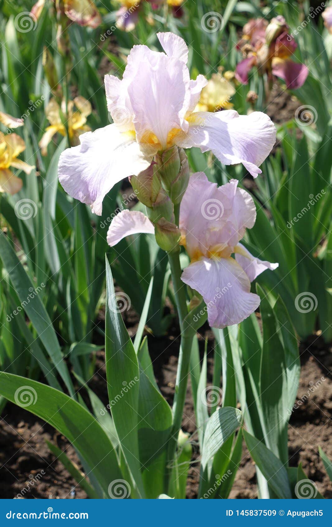 Light Pink Flower of German Iris Stock Image - Image of falls ...