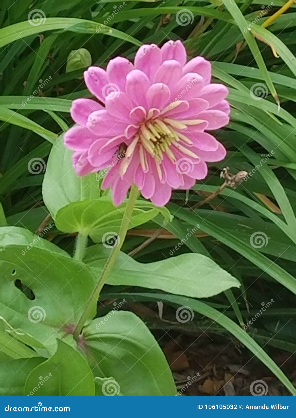 Light pink flower stock photo. Image of pink, plant - 106105032