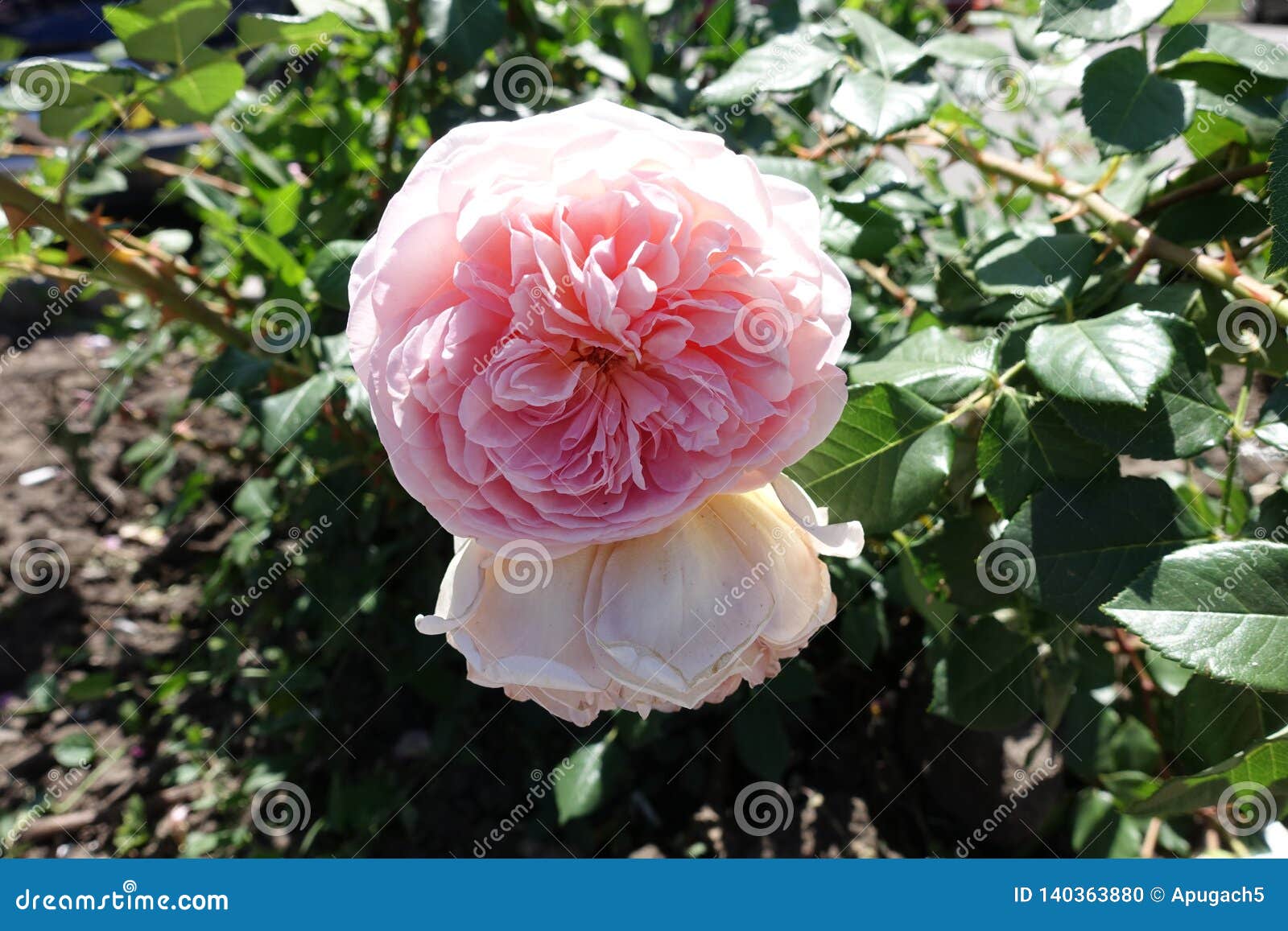 Light pink flower of rose stock photo. Image of flowerbed - 140363880
