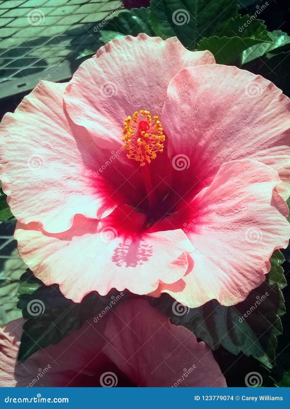 Light pink flower stock photo. Image of light, nature - 123779074