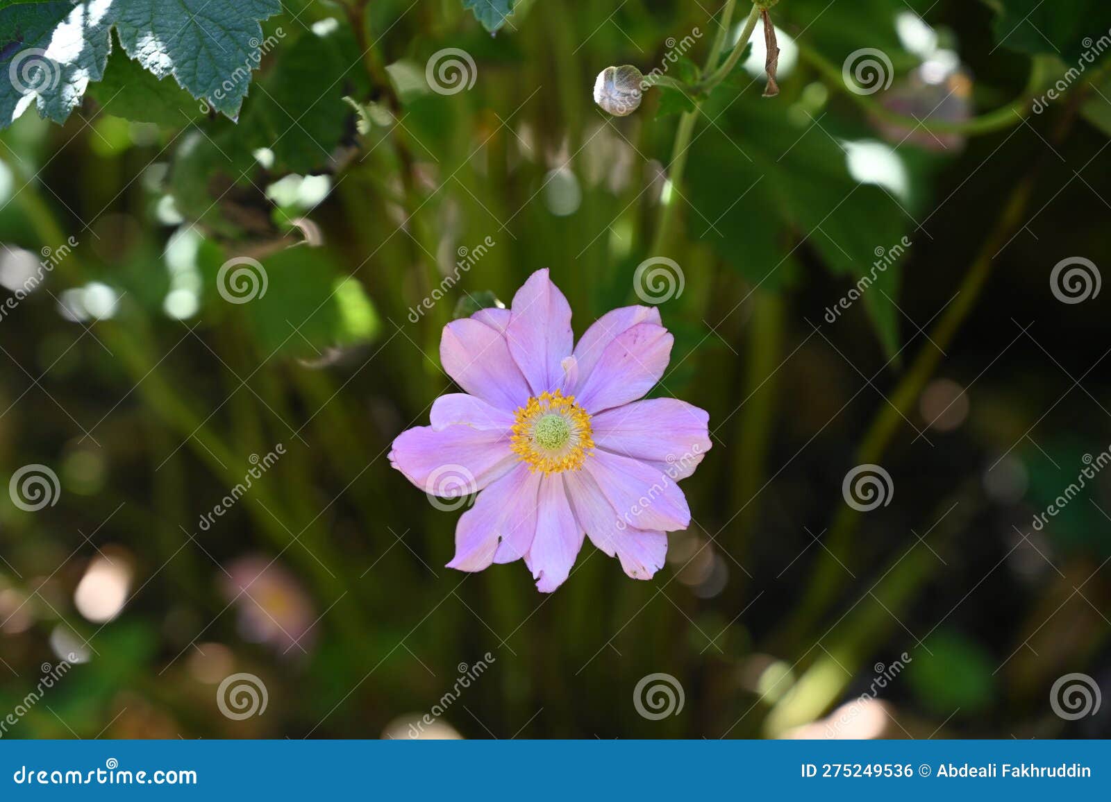 Light Pink Flower with Yellow Inside Stock Photo - Image of petal ...