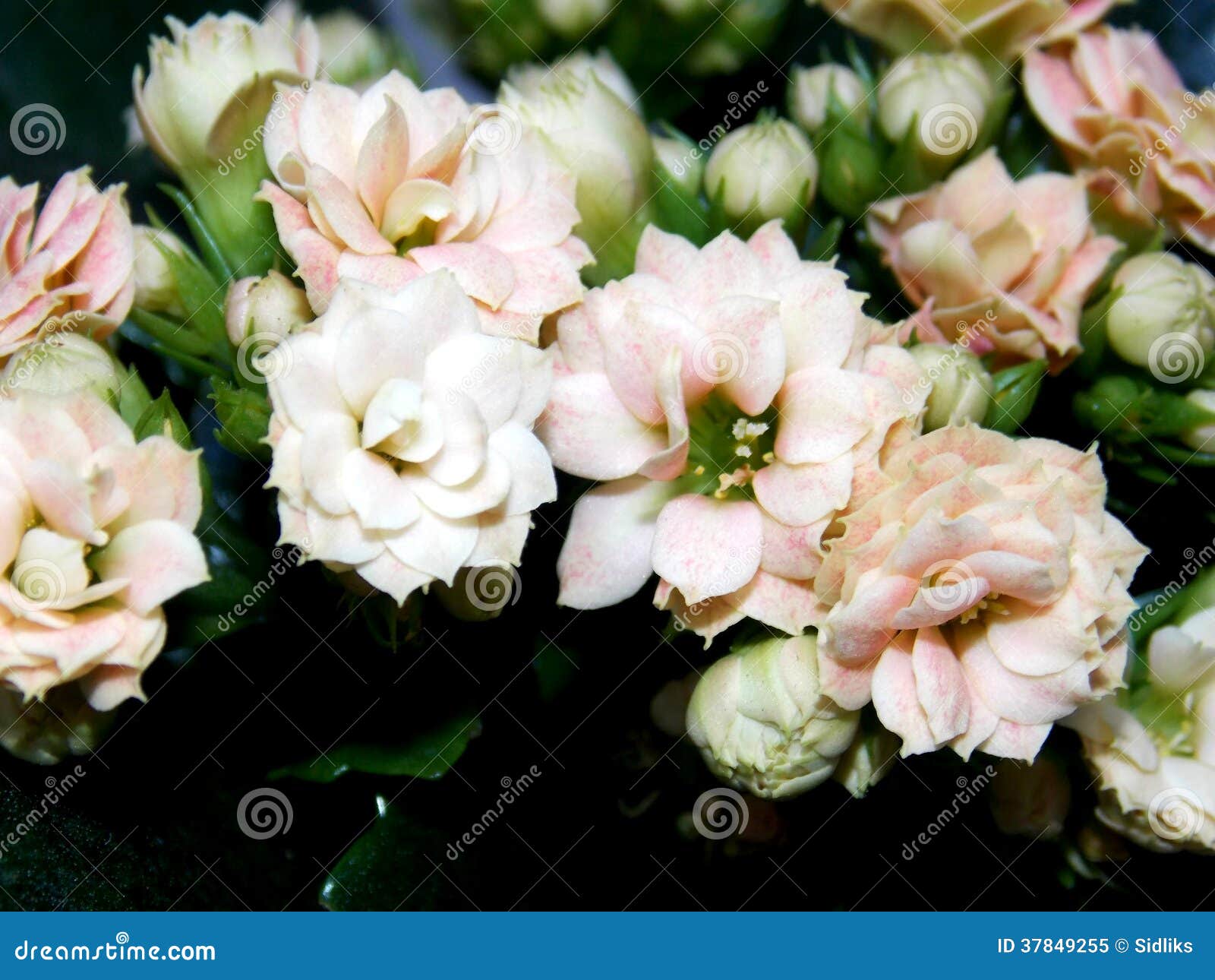 Light pink flowers stock image. Image of soft, spring - 37849255