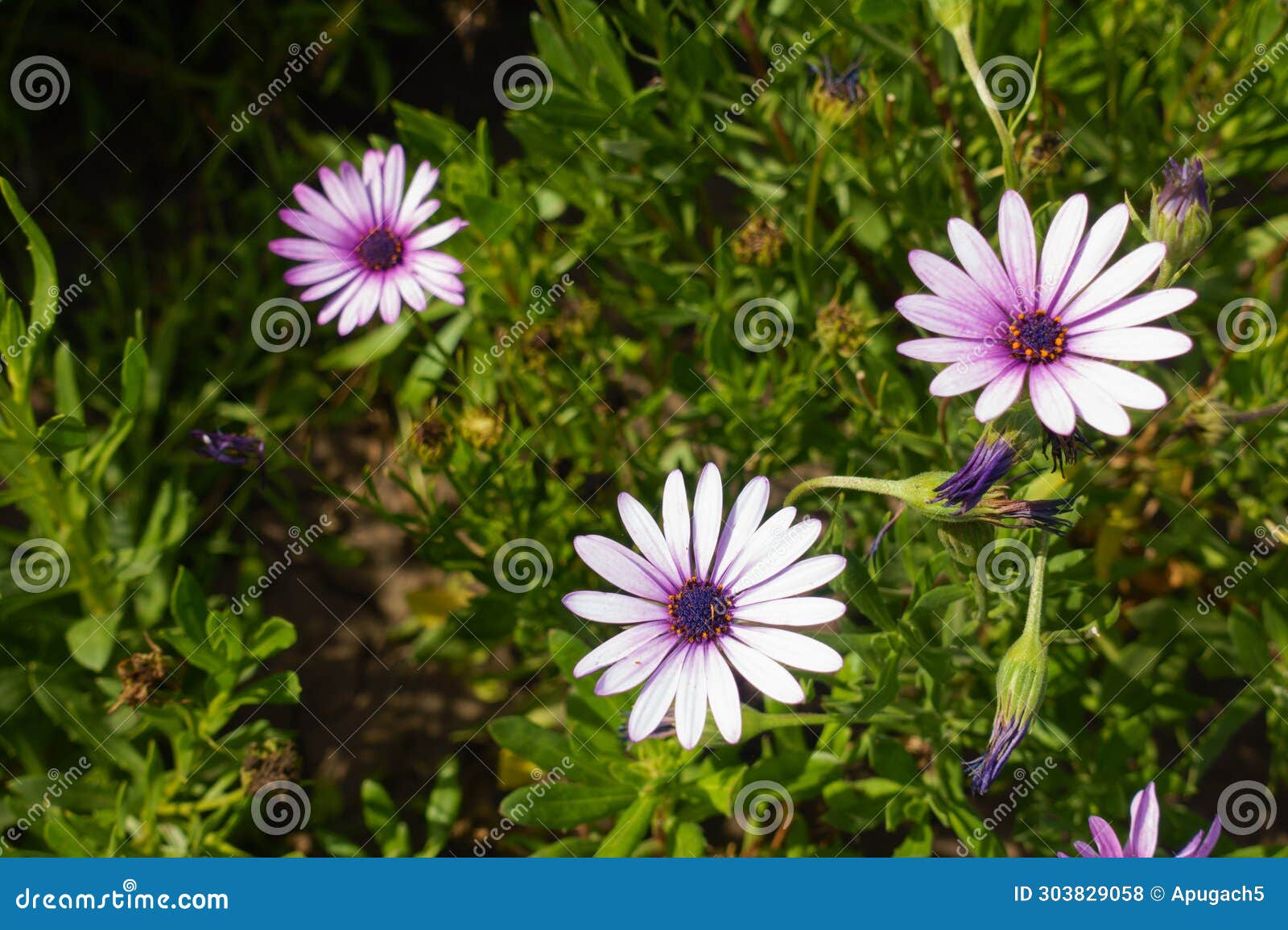 3 Light Pink Flowers of African Daisy in September Stock Photo - Image ...