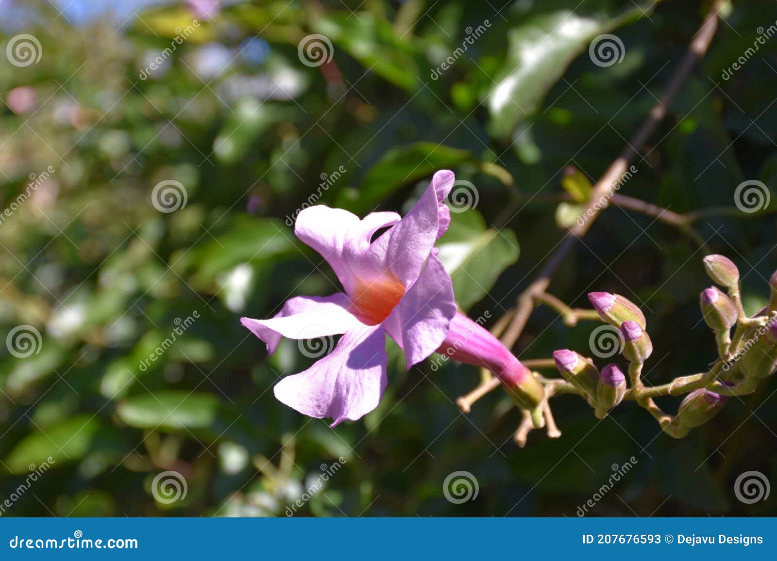 Light Pink Flowers Beginning To Bloom in a Garden Stock Image - Image ...