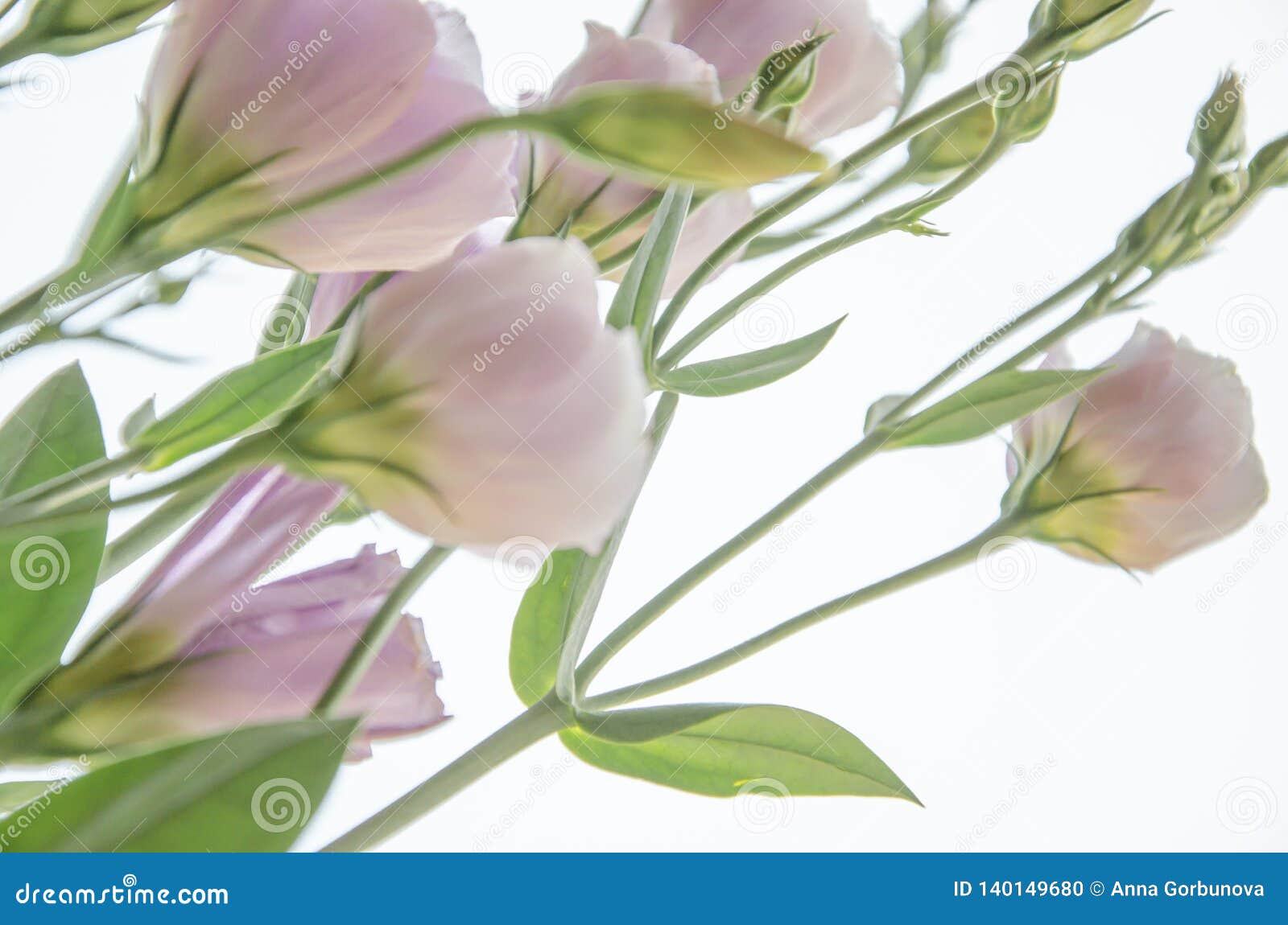 Light Pink Flowers and Buds Eustoma Isolated on a White Background ...