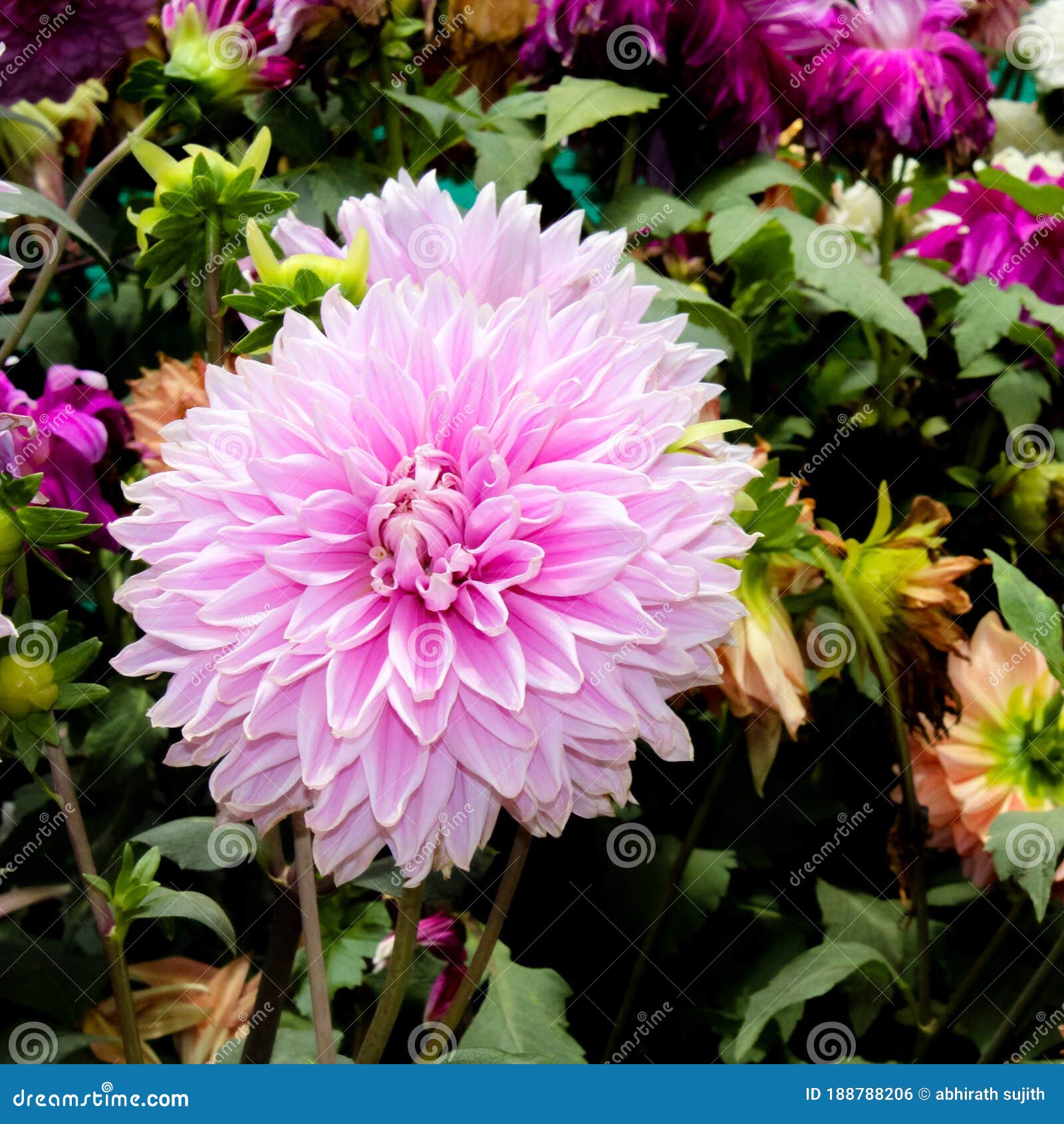 Light pink flowers stock photo. Image of petal, plant - 188788206