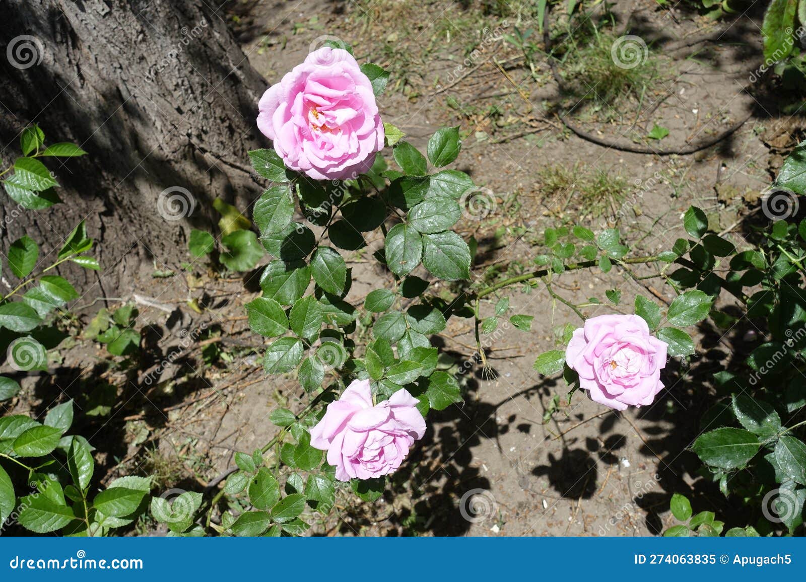 Light Pink Flowers of 3 Roses in June Stock Image - Image of petal ...