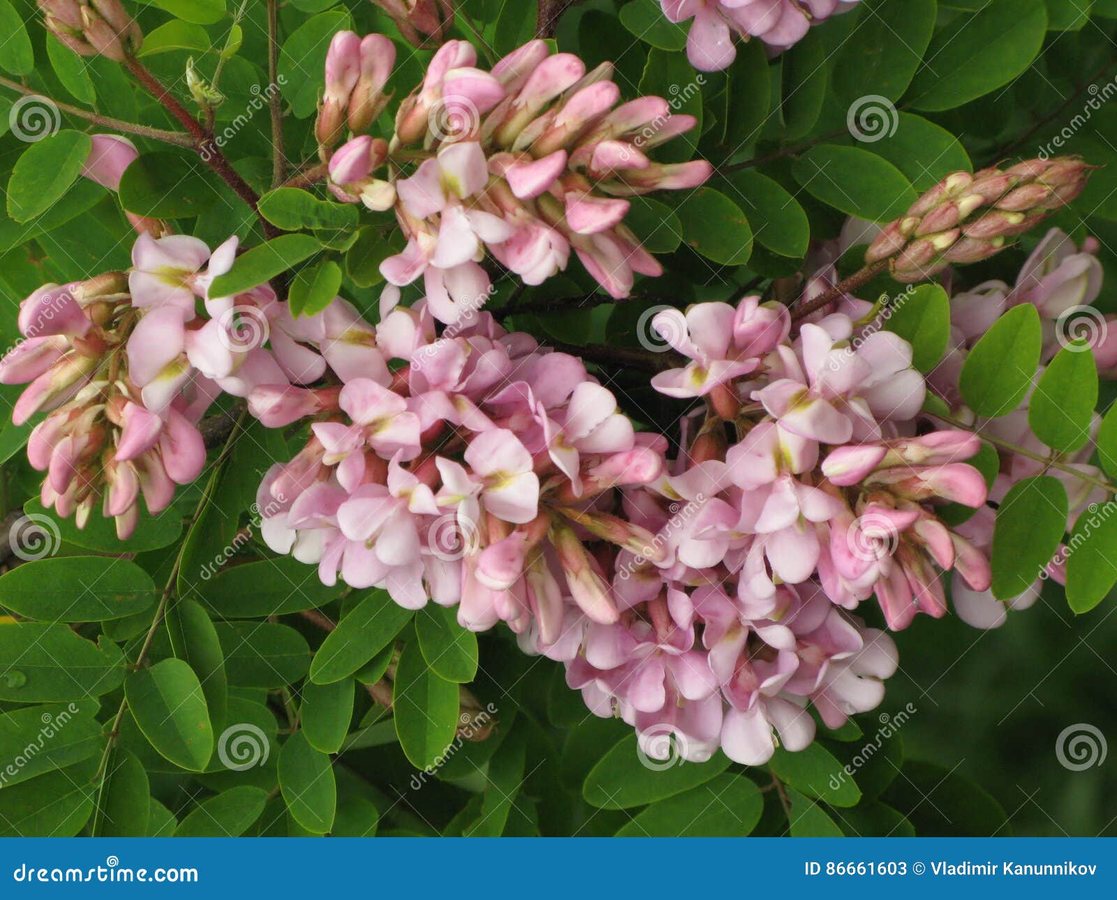 Blossoming acacia stock image. Image of view, shot, pink - 86661603