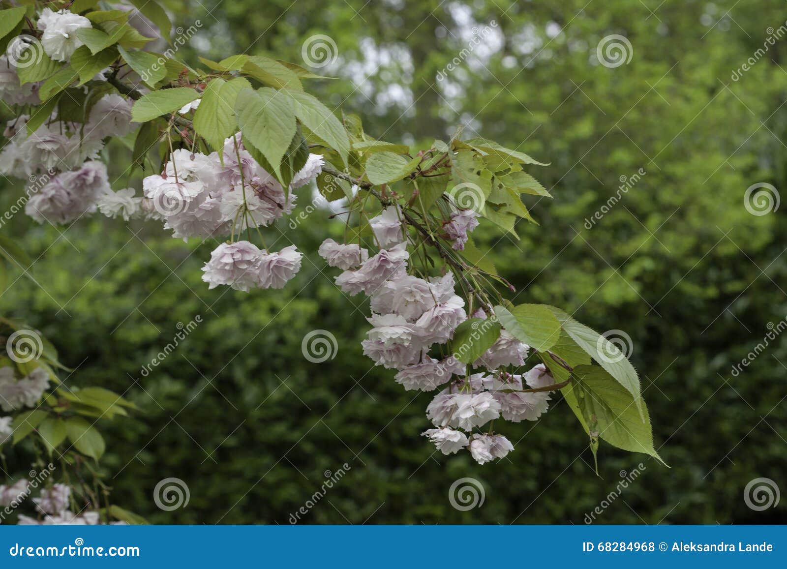 Light Pink Flowers on Tree Branches Stock Photo - Image of isolated ...
