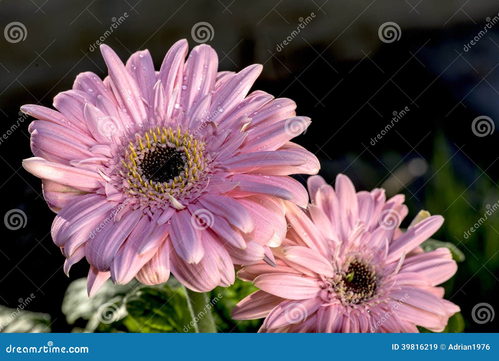 Light Pink Gerbera with Water Drops Stock Image - Image of botanical ...