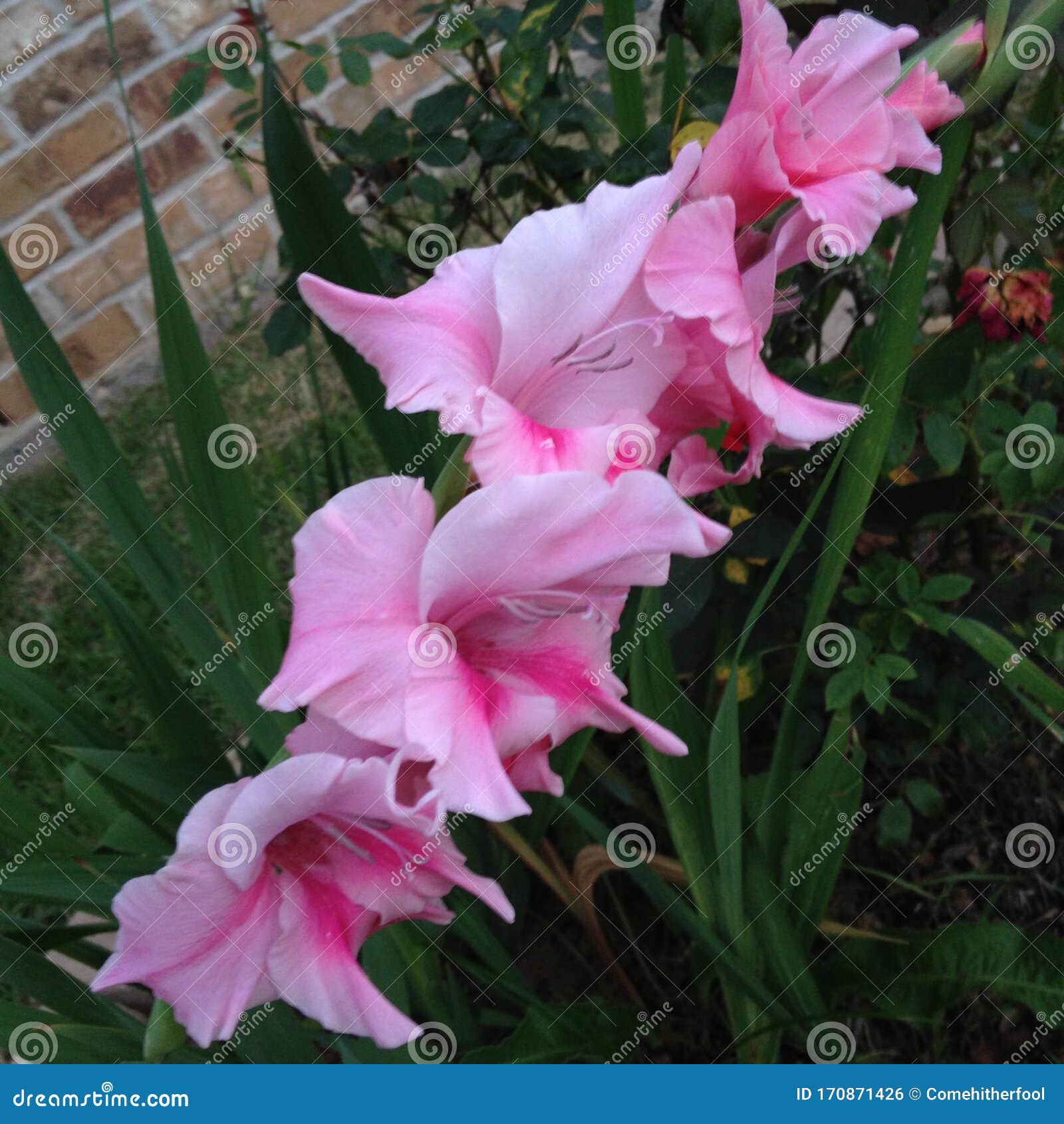 Light Pink Gladiolus Flowers Stock Photo - Image of nature, light ...