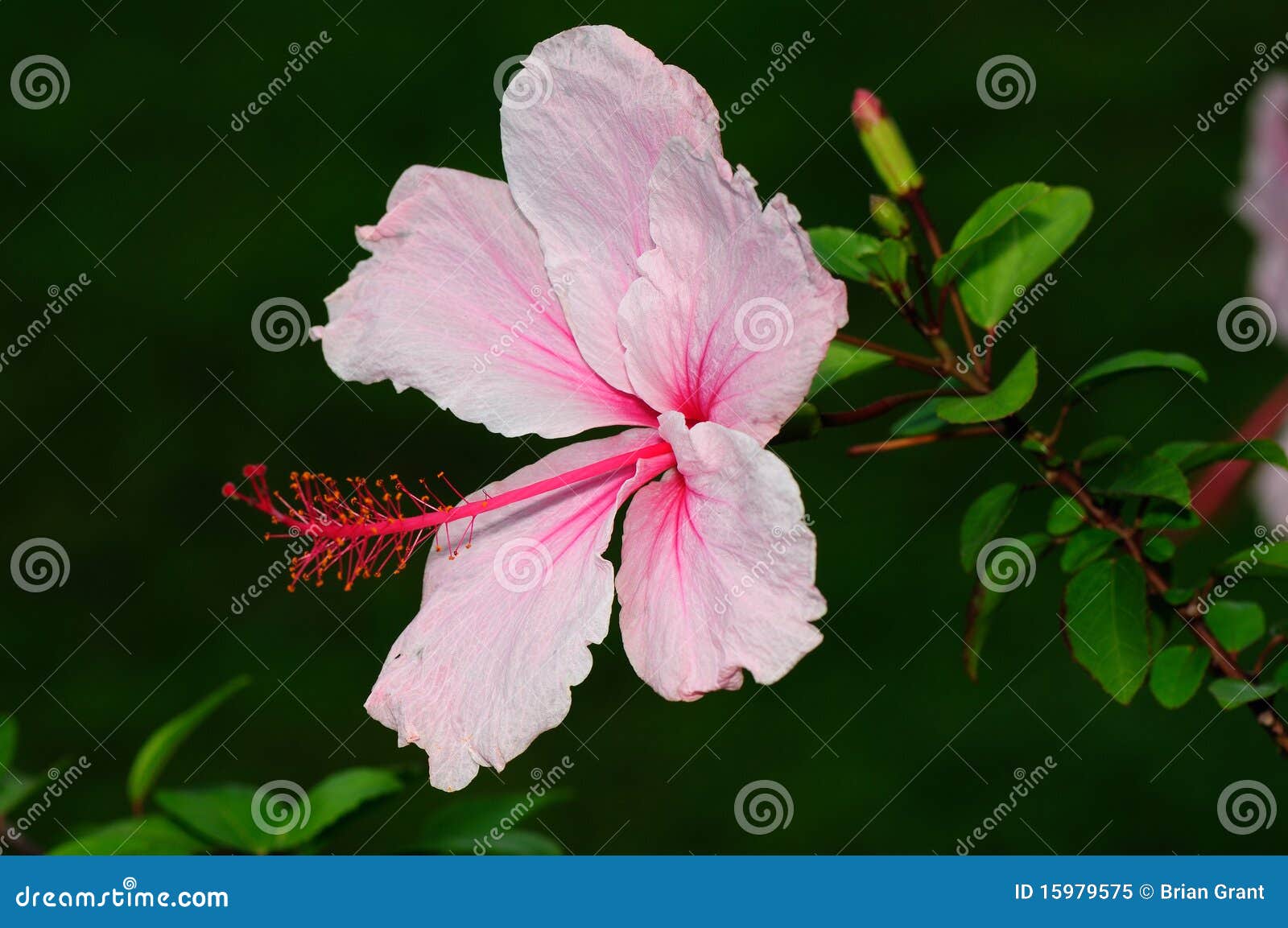 Light Pink Hibiscus stock image. Image of petal, flower - 15979575