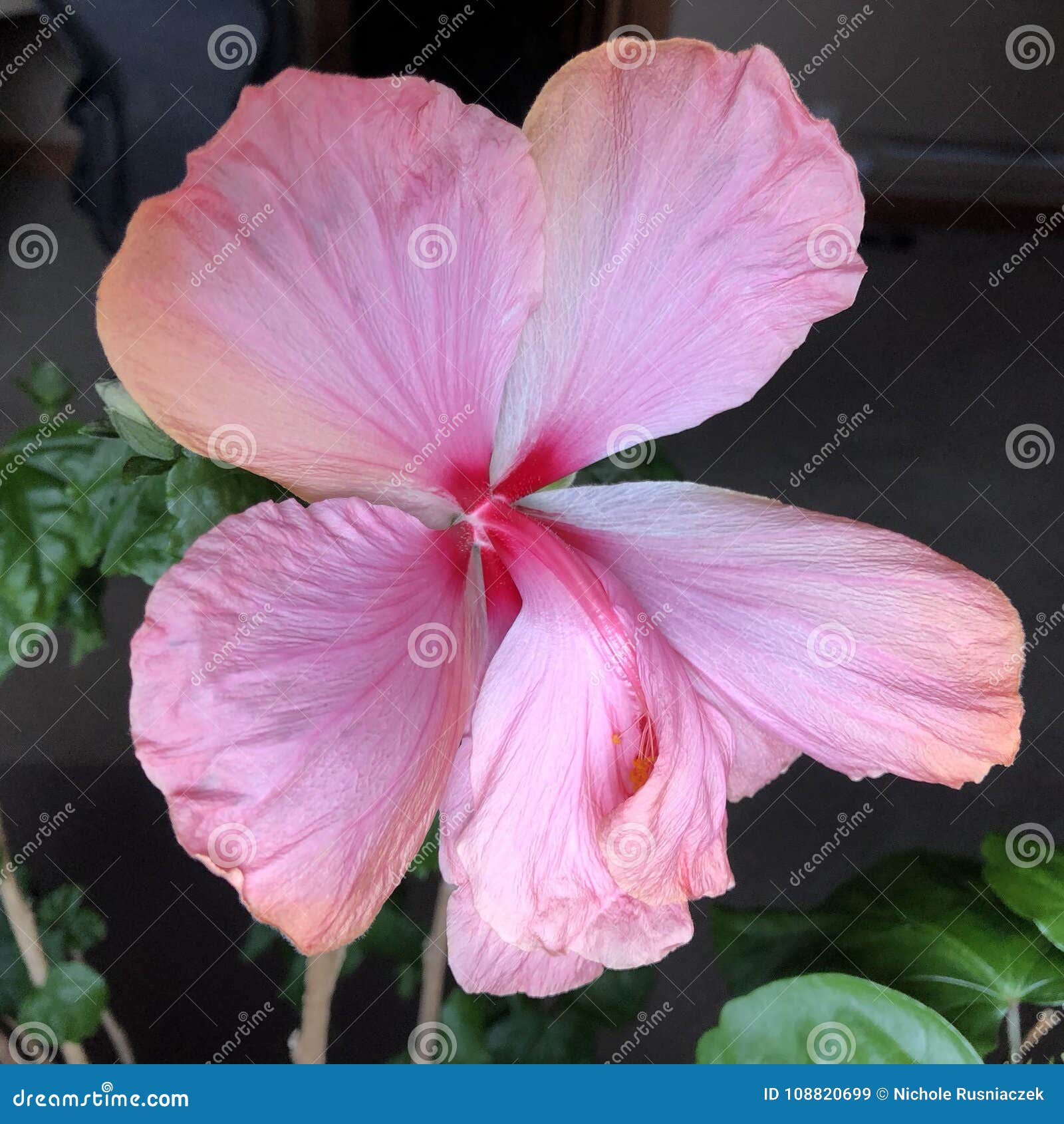 Hibiscus stock image. Image of pink, light, tropical - 108820699