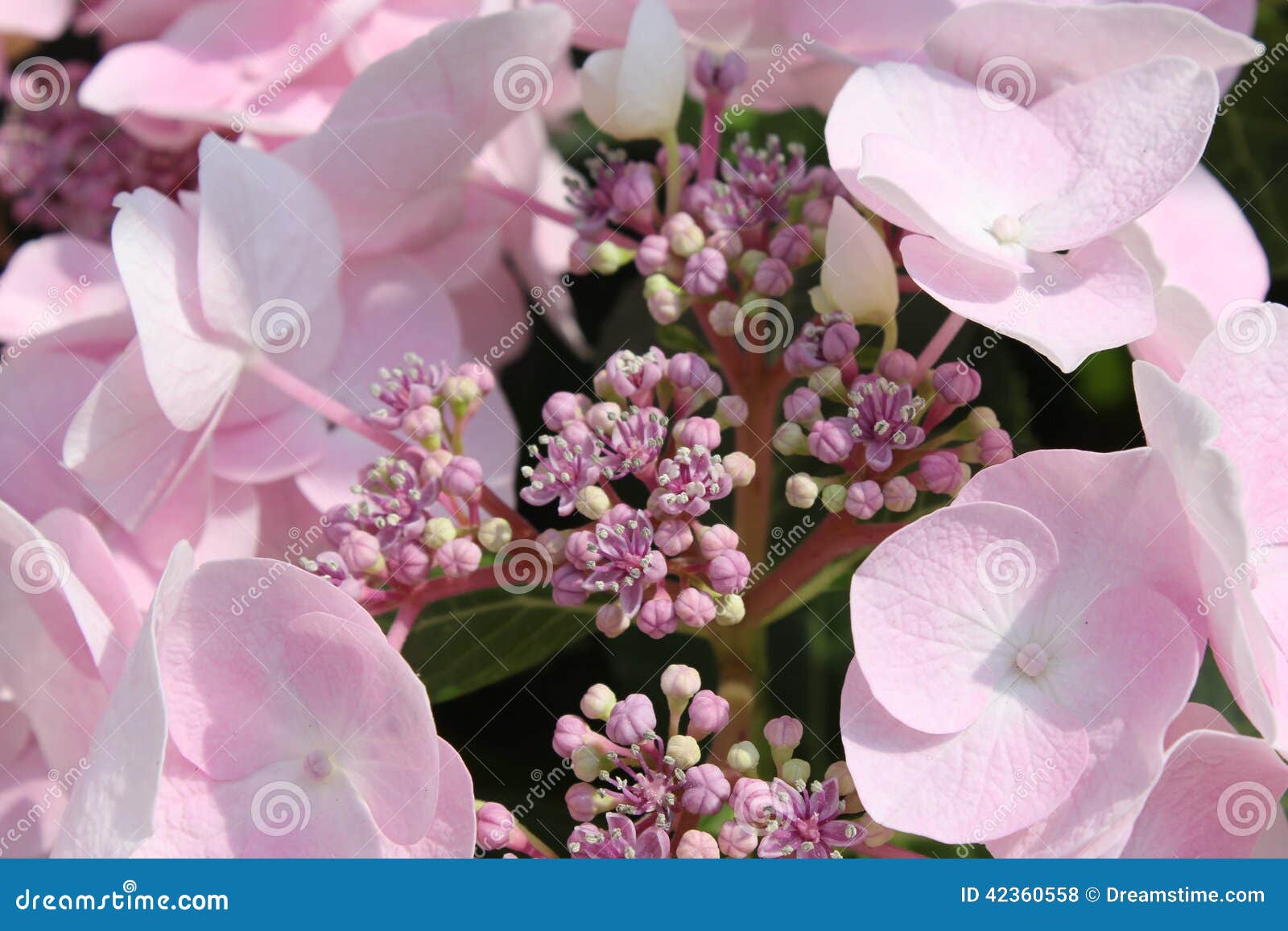 Light Pink Hydrangea Flower Stock Photo - Image of light, flower: 42360558