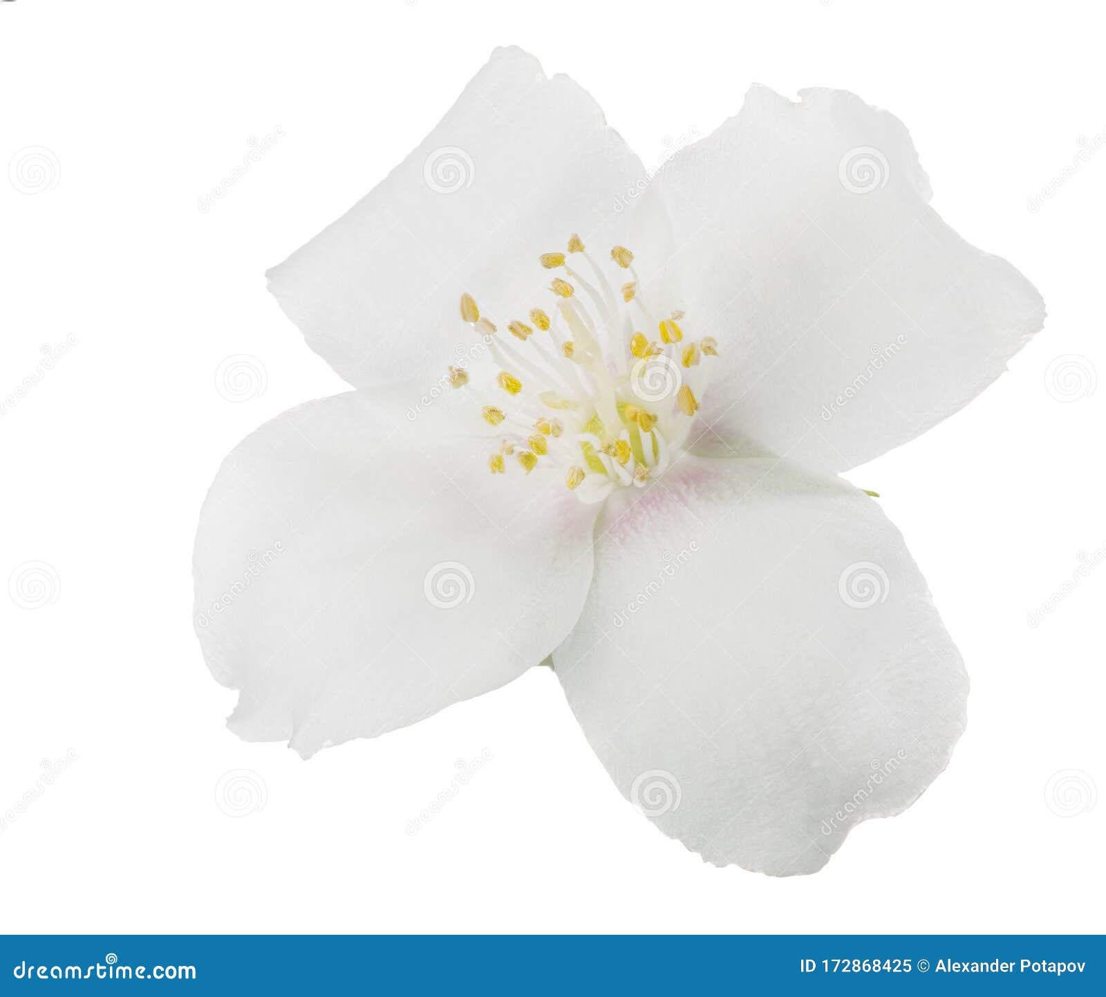 Light Pink Isolated Jasmine Single Bloom Stock Image - Image of macro ...