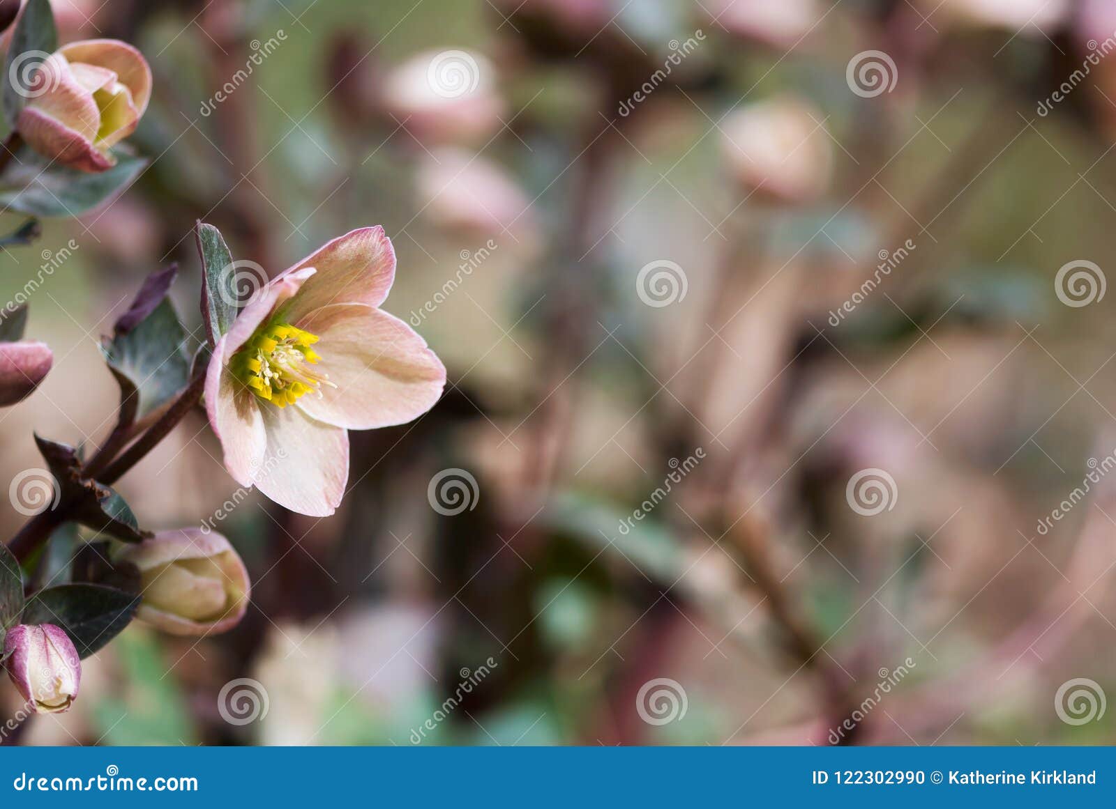 Lenten Rose Flower in Springtime Stock Photo - Image of hellebore ...