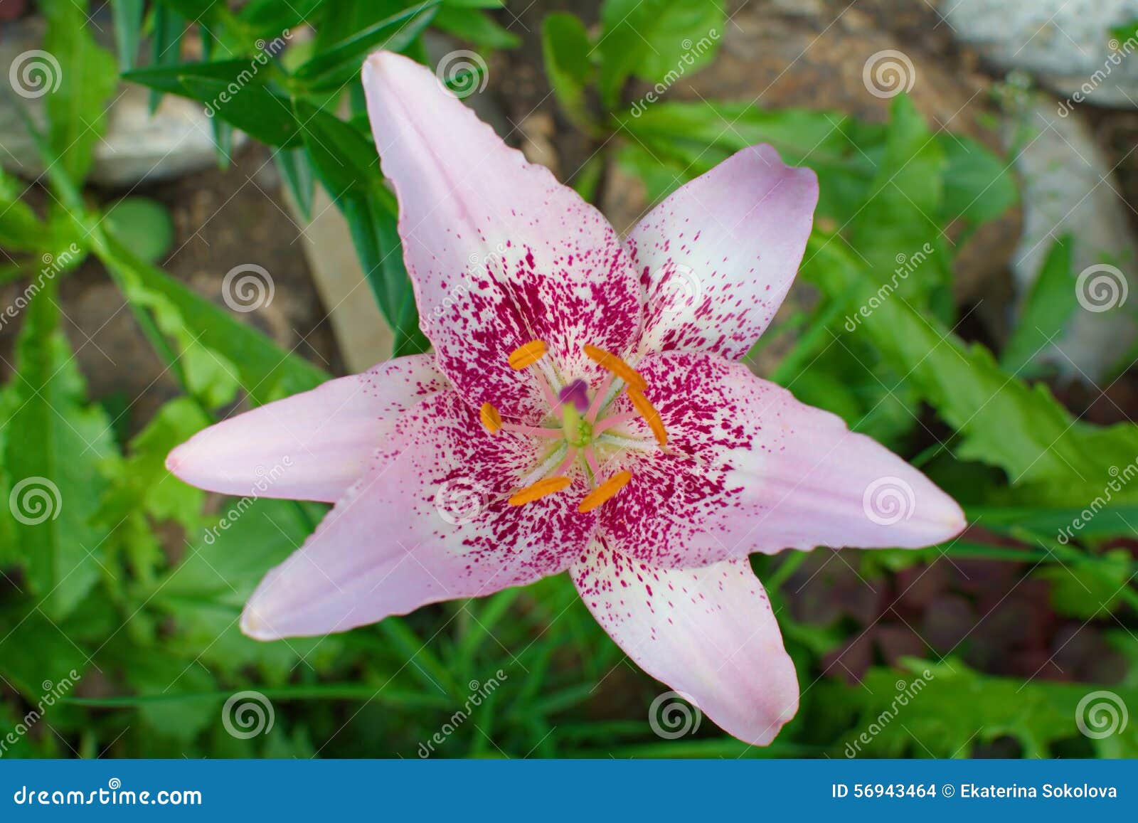Light pink lily stock photo. Image of botany, colored - 56943464