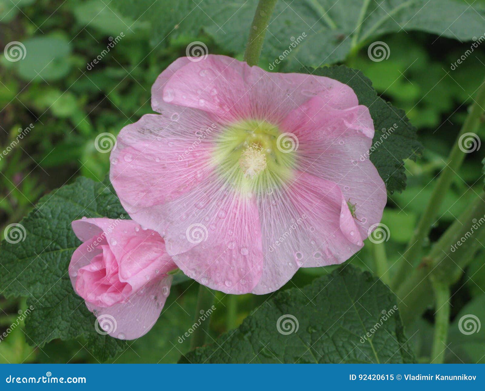 Light pink mallow stock image. Image of flowers, light - 92420615