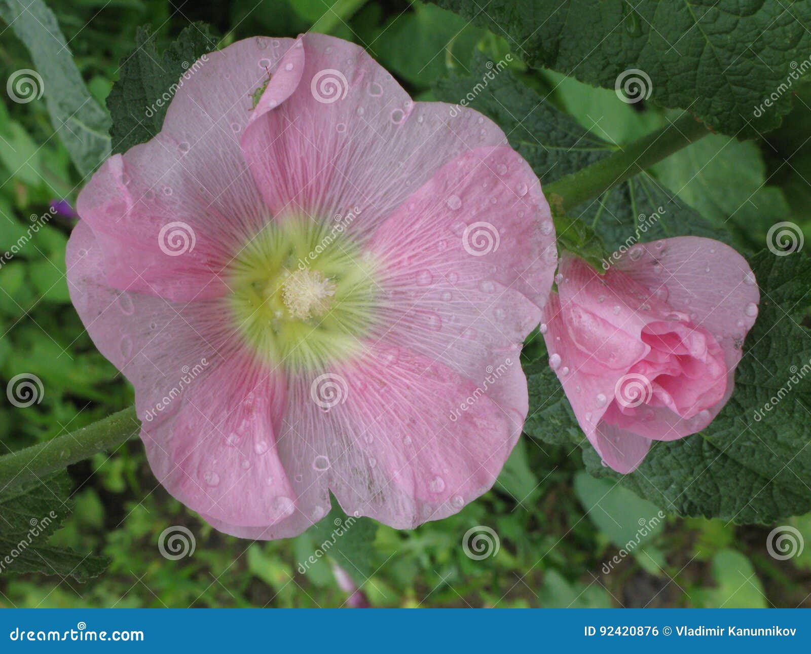 Light pink mallow stock photo. Image of green, mallow - 92420876