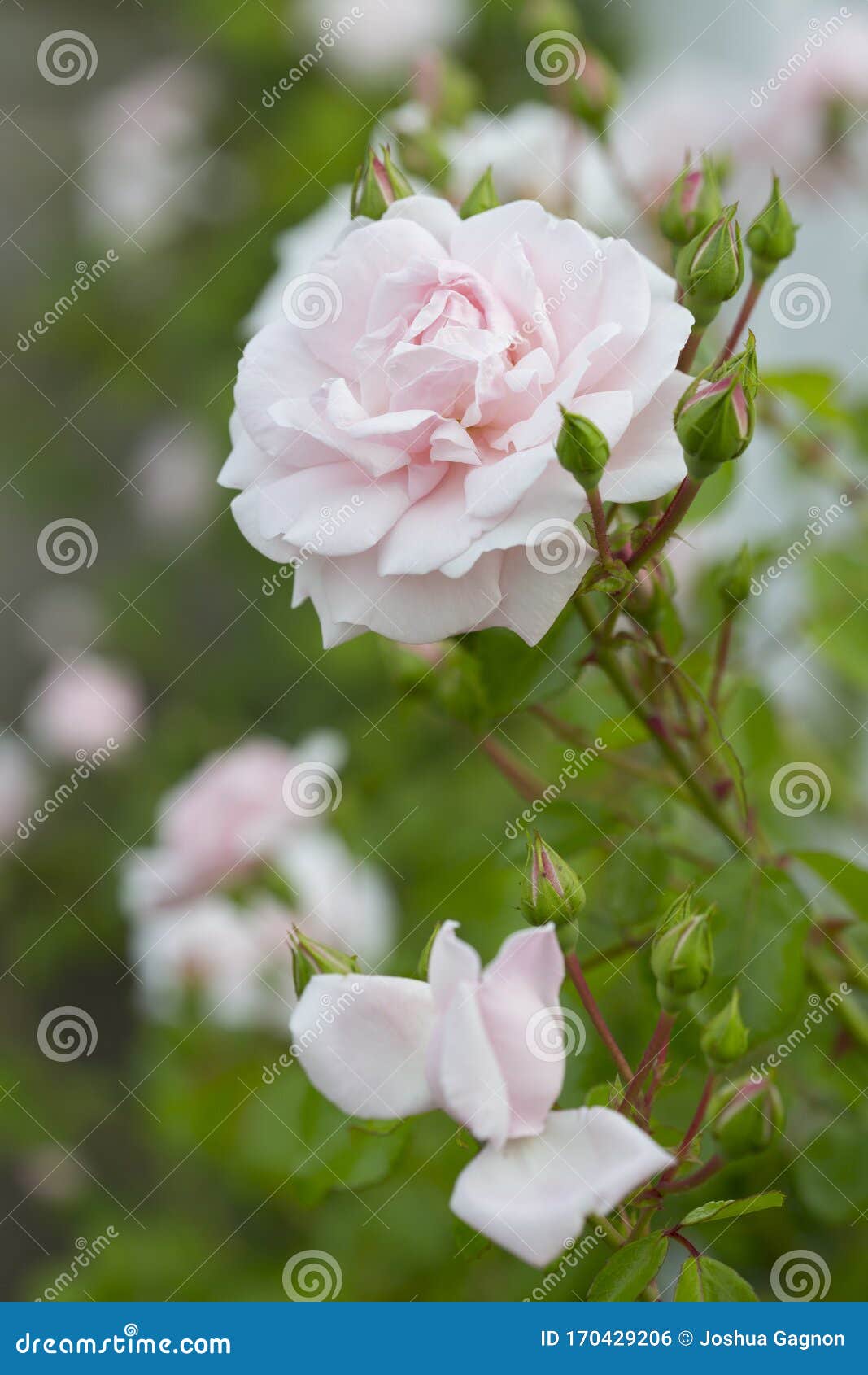 Light Pink New Dawn Rose stock photo. Image of love - 170429206