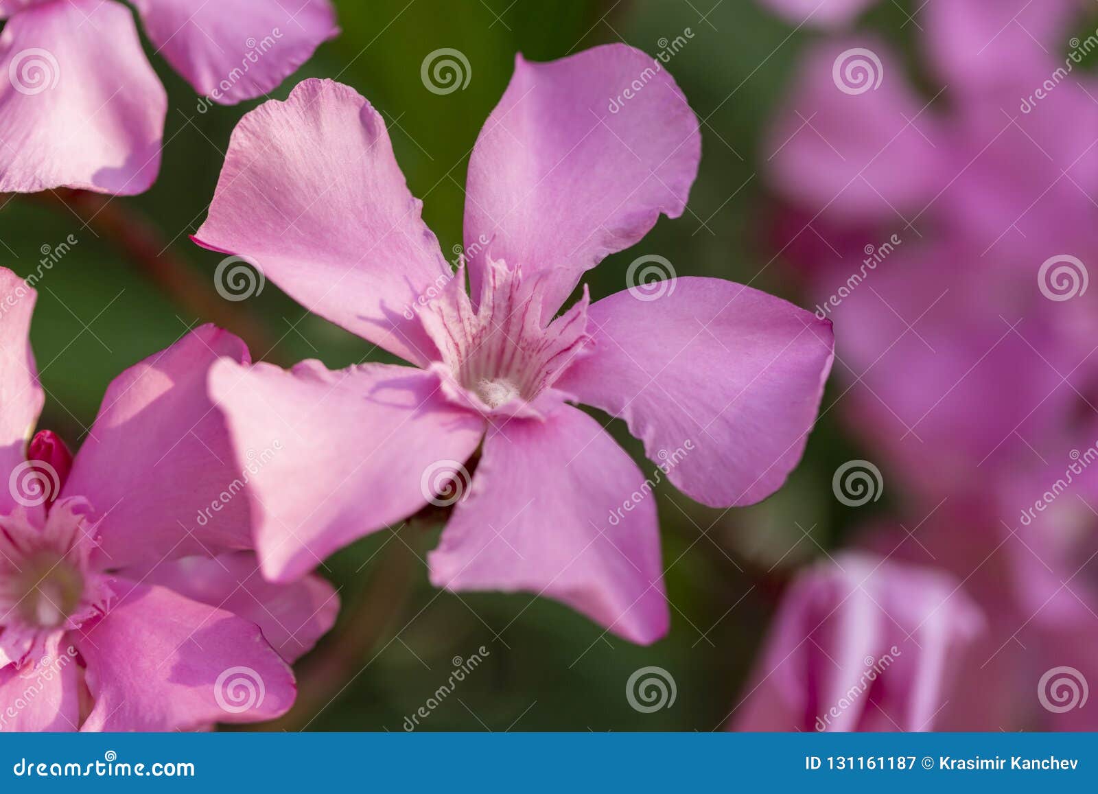 Light Pink Oleander Blooming Bunch Close Up Stock Image - Image of ...