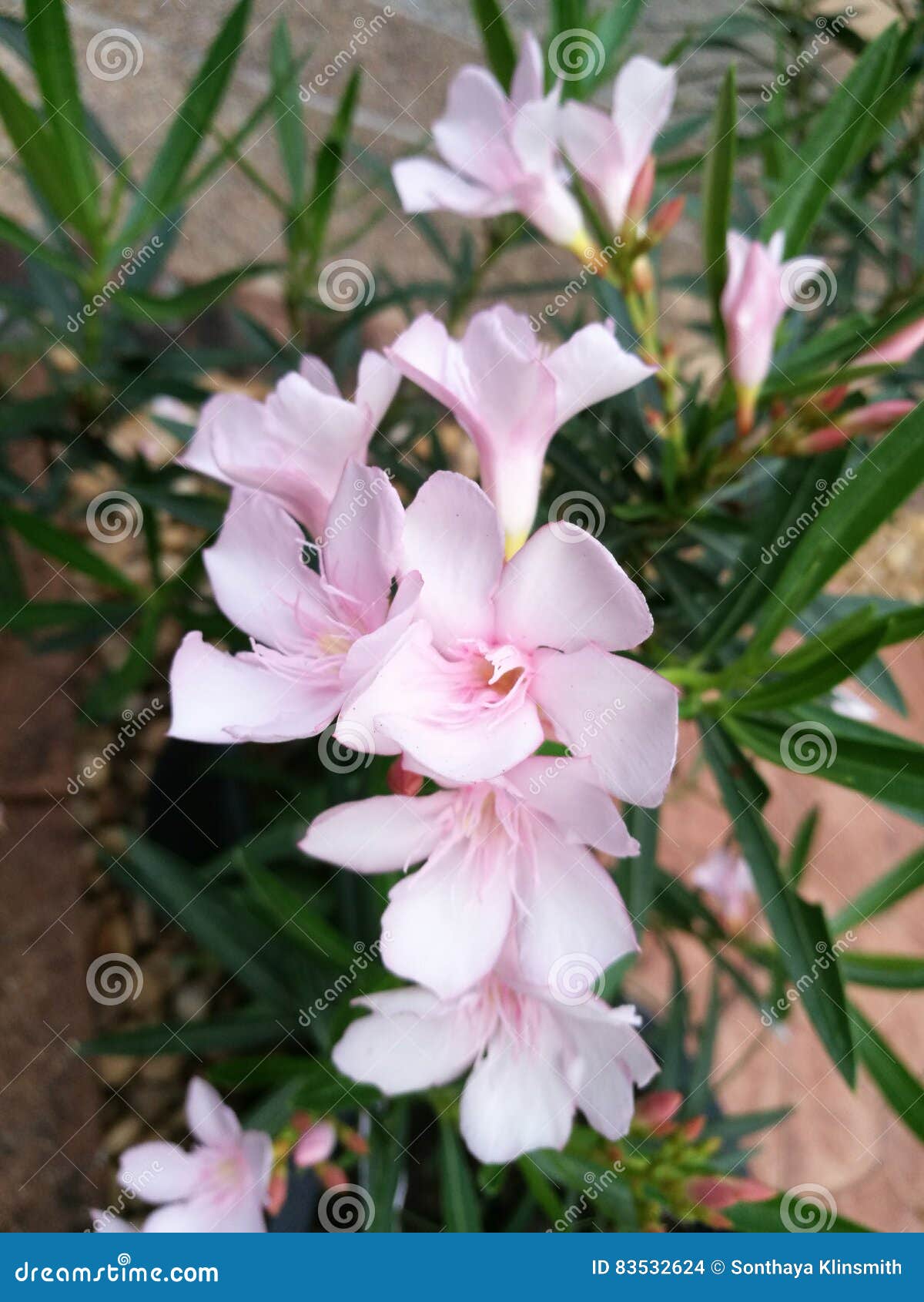 Light pink oleander stock photo. Image of summer, petals - 83532624