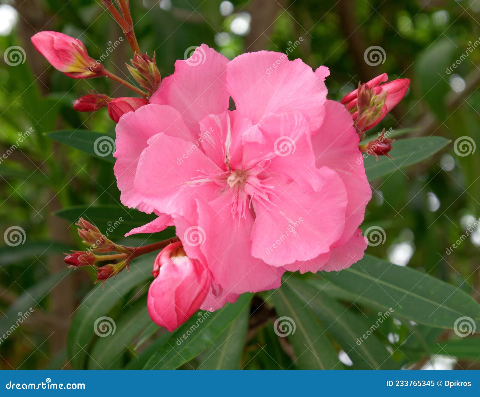 Light Pink Oleander Bunch Close Up in the Garden Stock Image - Image of ...