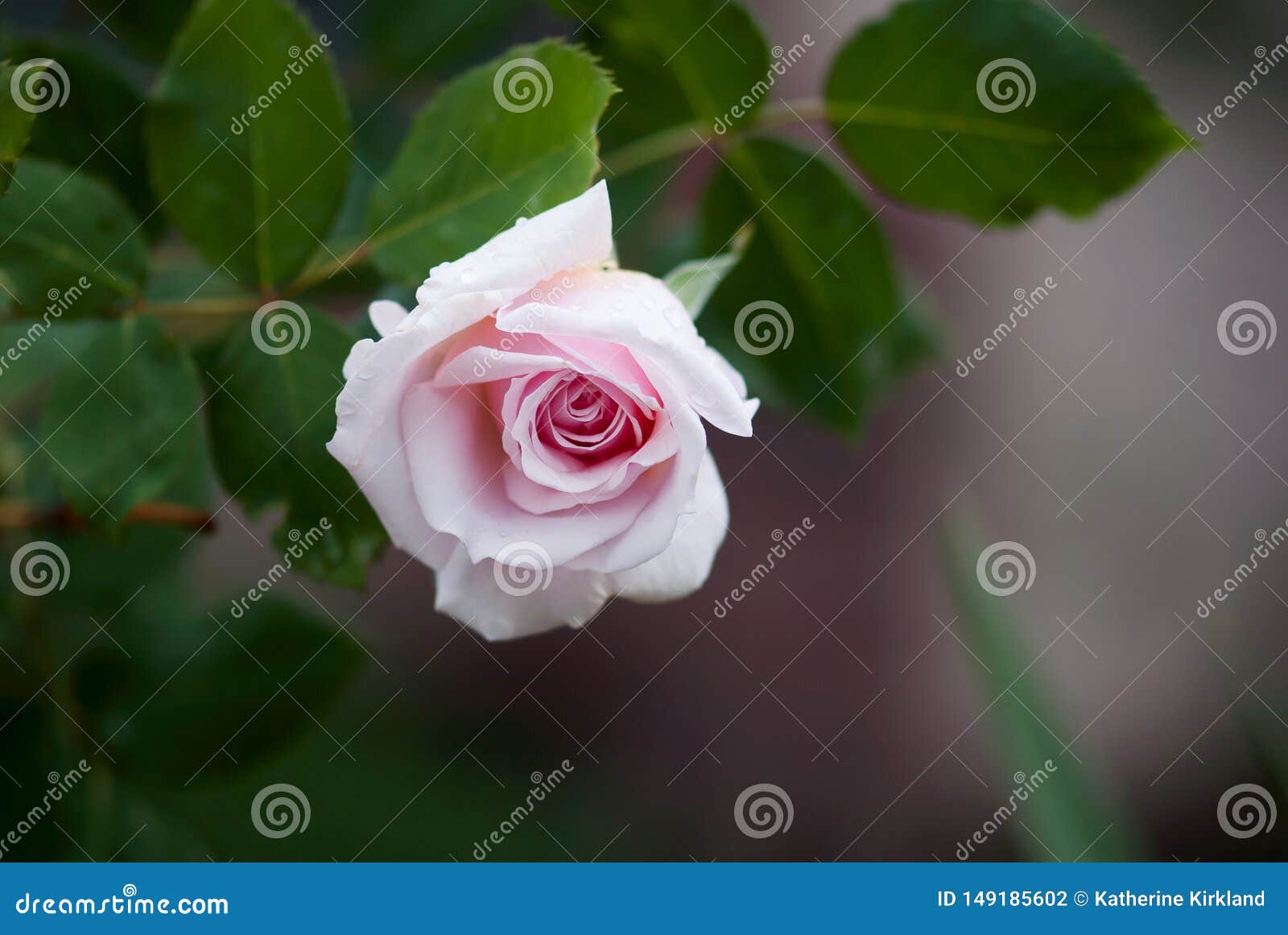 Light Pink Opening Rose stock photo. Image of floral - 149185602