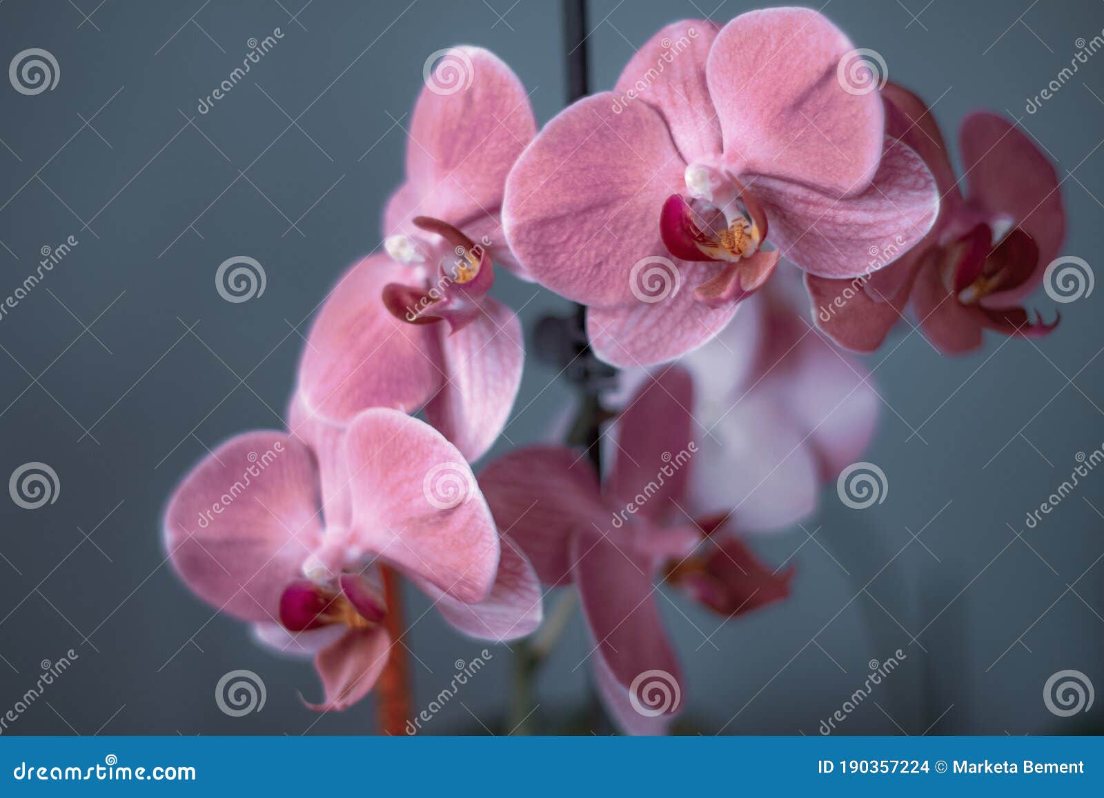 Light pink Orchid close up stock photo. Image of growth - 190357224