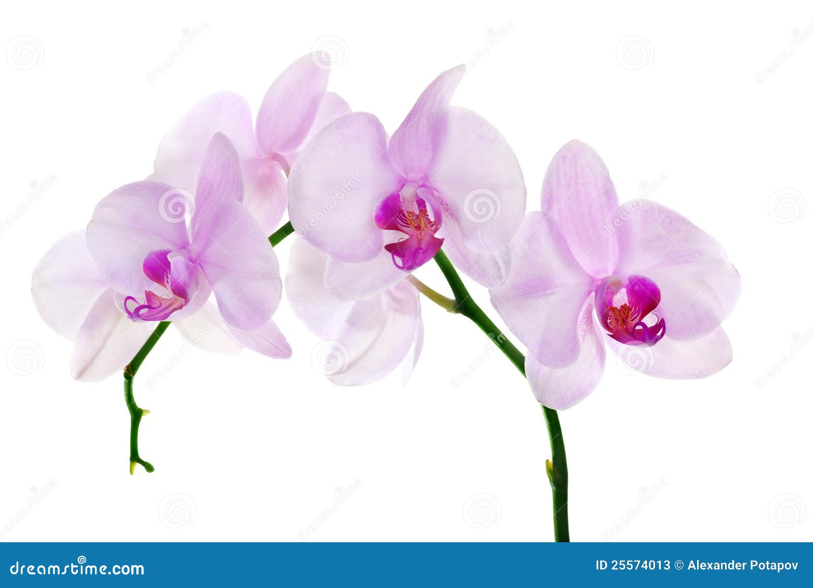 Light Pink Orchid Flower Branch on White Stock Image - Image of white ...