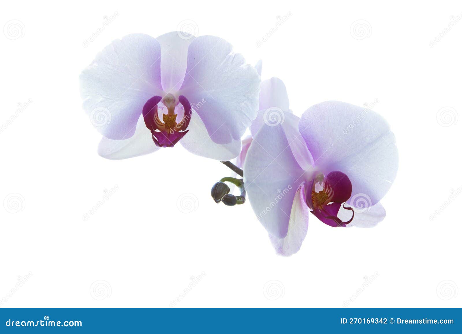 Light pink orchid flowers stock photo. Image of flower - 270169342