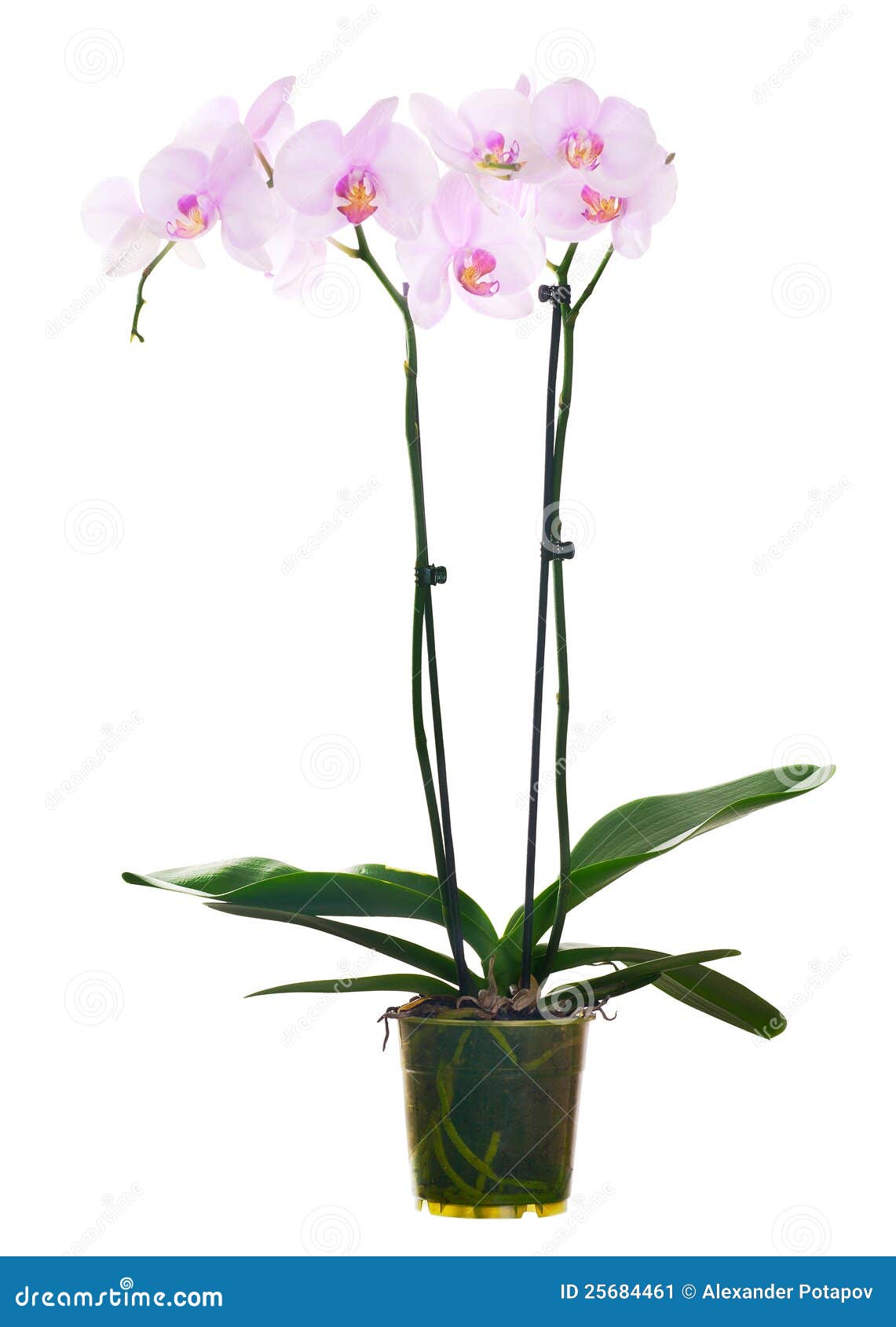 Light Pink Orchid Flowers in Pot Isolated on White Stock Image - Image ...