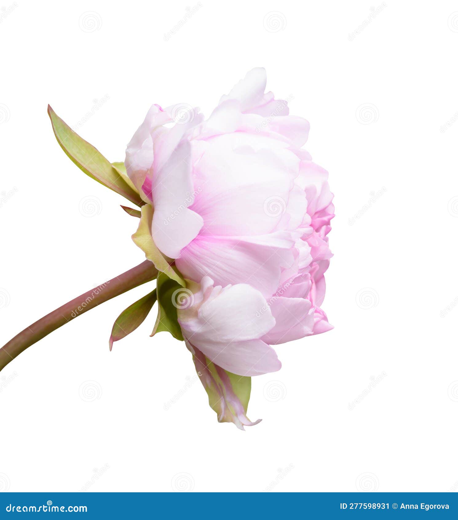 Light Pink Peony Flower, Side View on White Stock Image - Image of ...