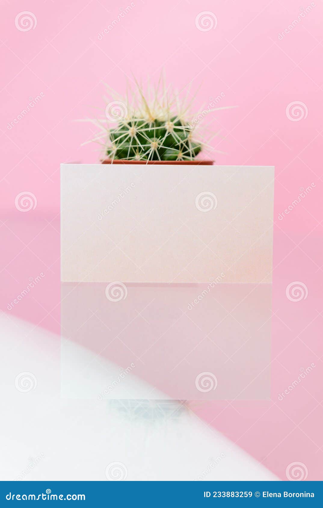 Light Pink Rectangle on Pink Background Vertical with Cactus Stock ...