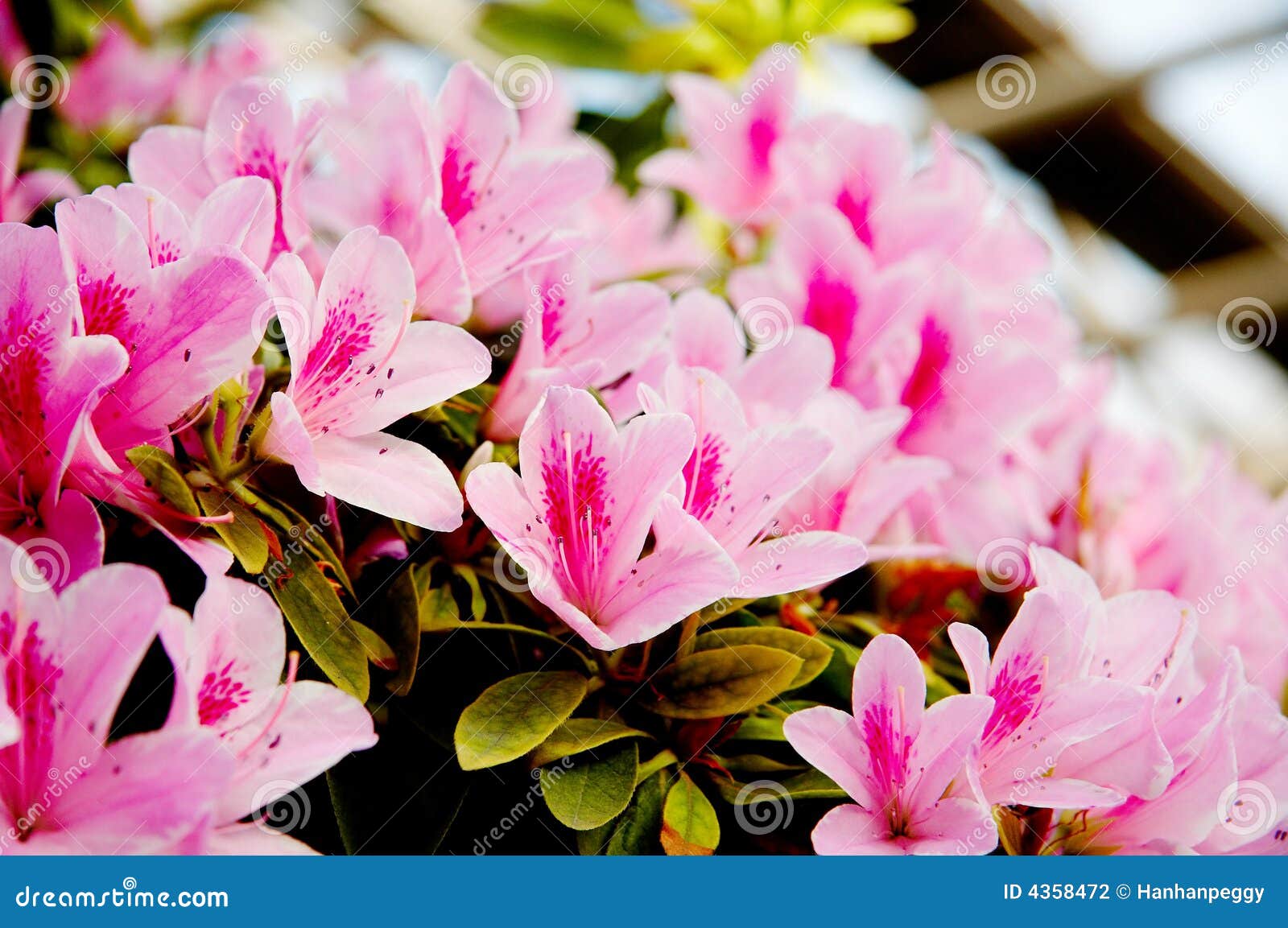 Light pink rhododendron stock photo. Image of elegant - 4358472