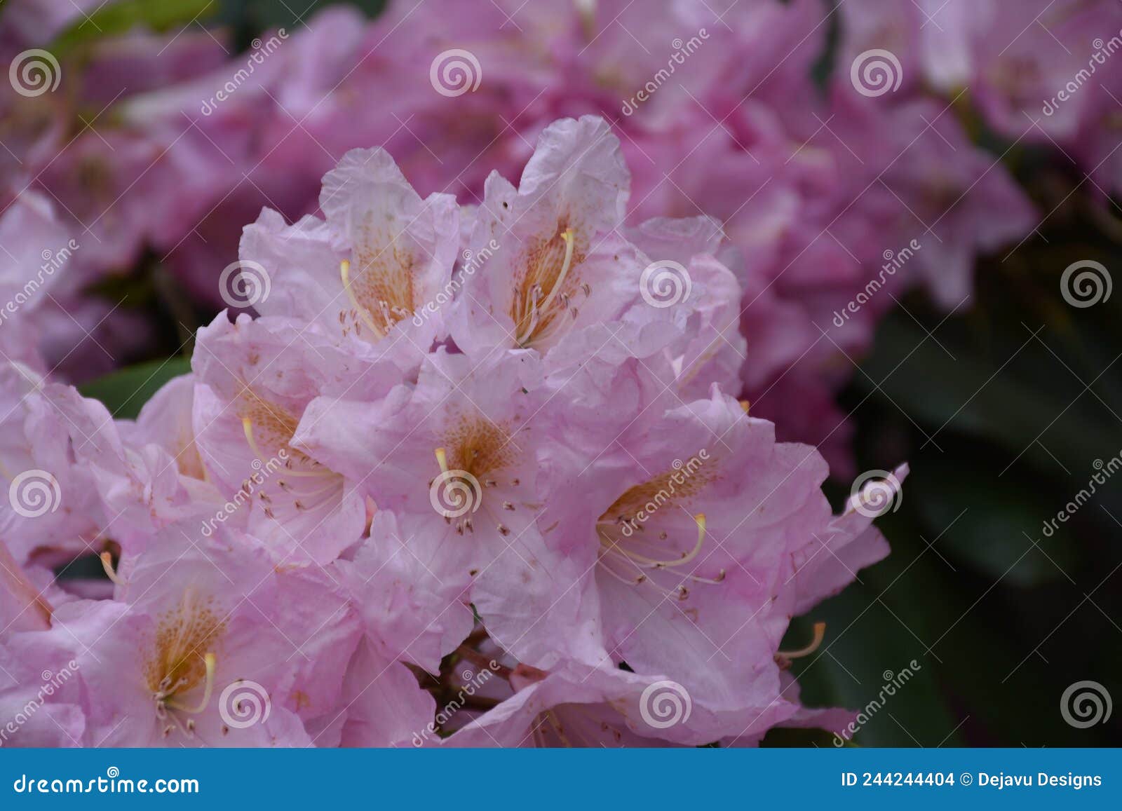 Light Pink Rhododendrons Flowering and Blooming in the Spring Stock ... Light Pink Rhododendrons Flowering and Blooming in the Spring Stock ...