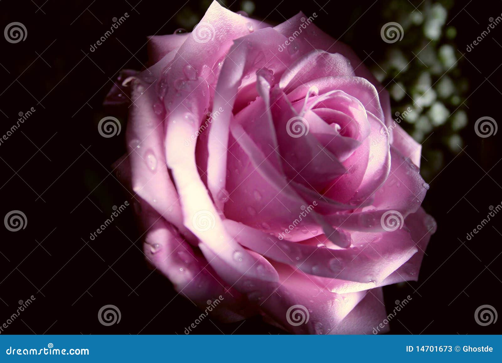 Light pink rose stock image. Image of glowing, bloom - 14701673