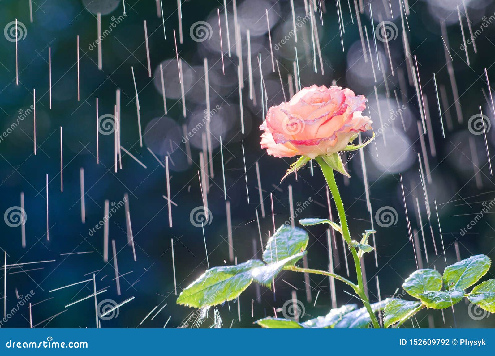 Light Pink Rose on the Background of Tracks from Rain Drops Stock Photo ...