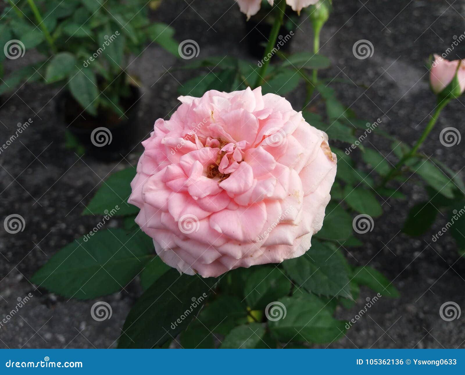 Light pink Rose stock photo. Image of green, lightpink - 105362136