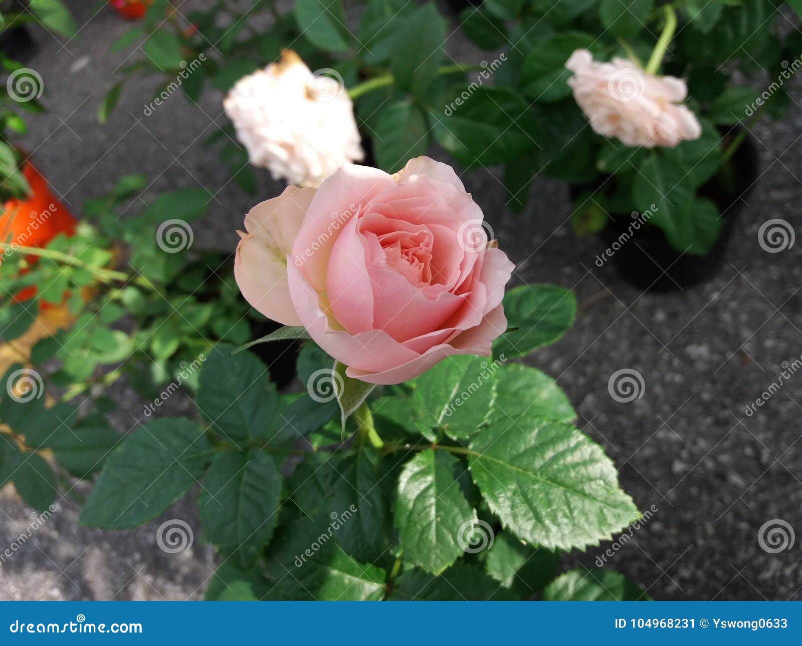 Light pink rose stock image. Image of plant, beautiful - 104968231