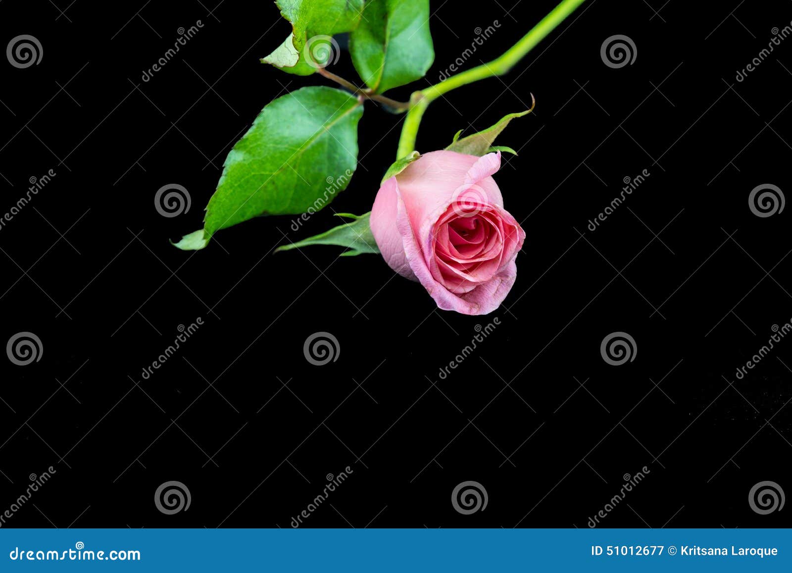 Light Pink Rose on Black Background Stock Image - Image of present ...