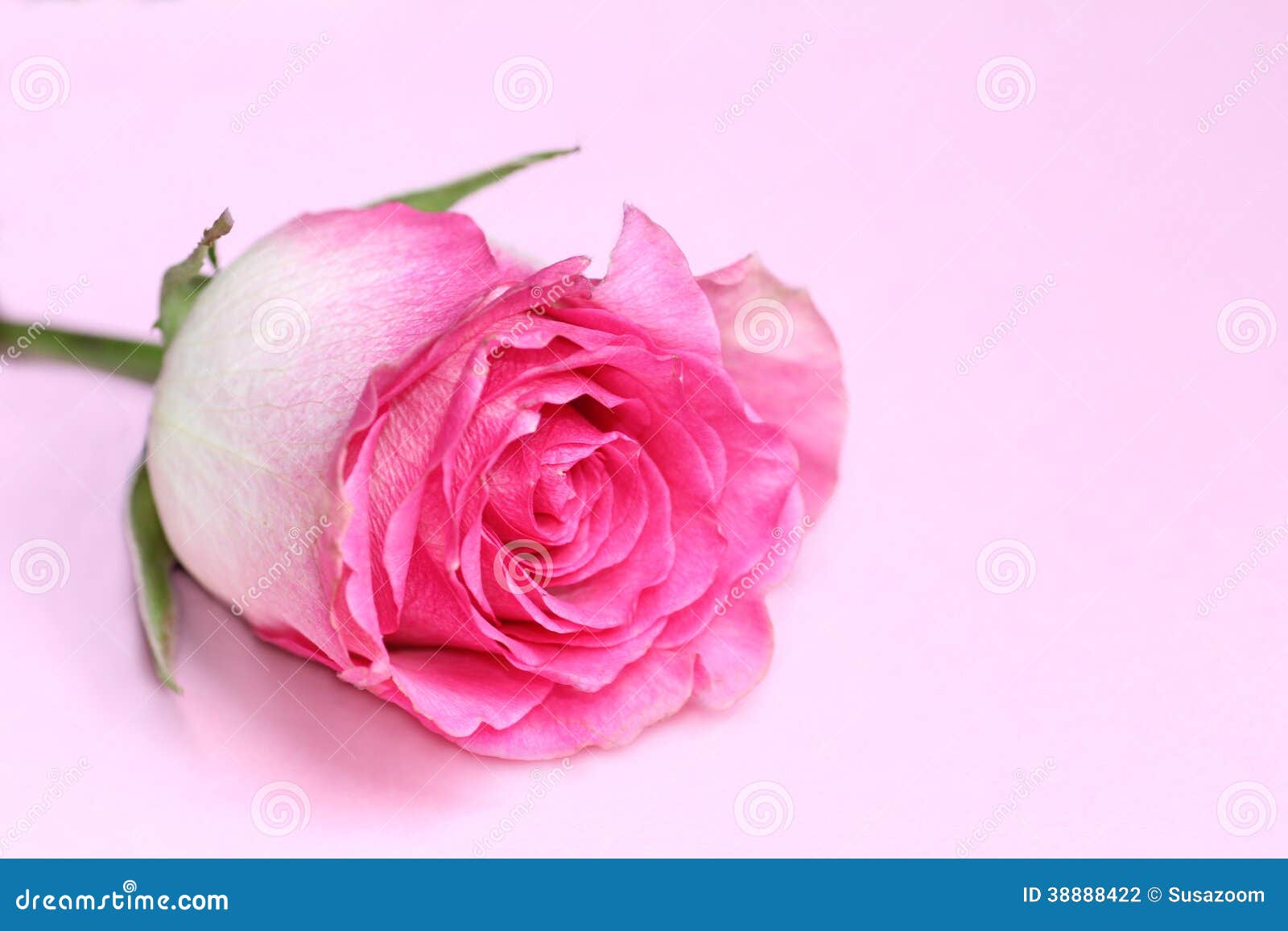 Light Pink Rose Bud on Pastel Background Stock Photo - Image of plant ...