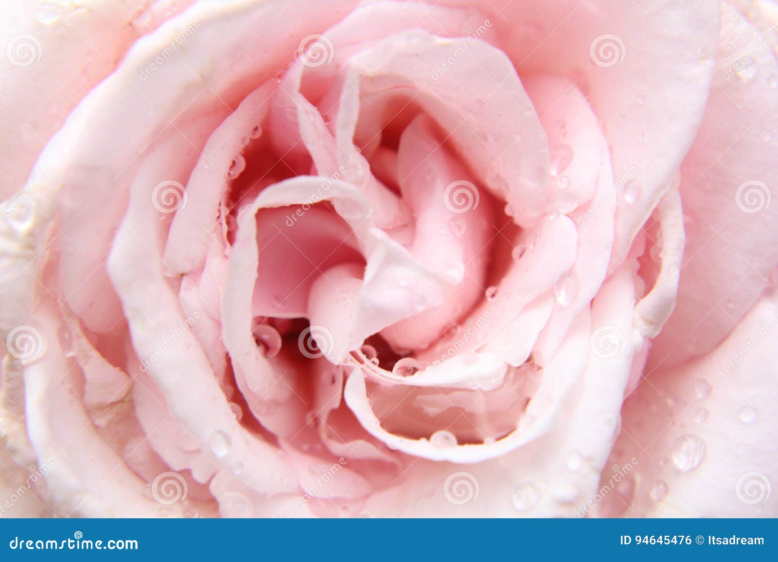Light pink rose stock photo. Image of light, beautiful - 94645476