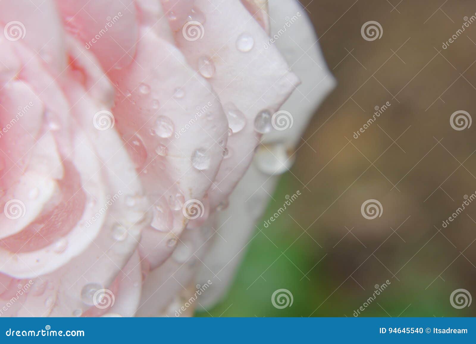 Light pink rose stock photo. Image of rose, nature, pink - 94645540