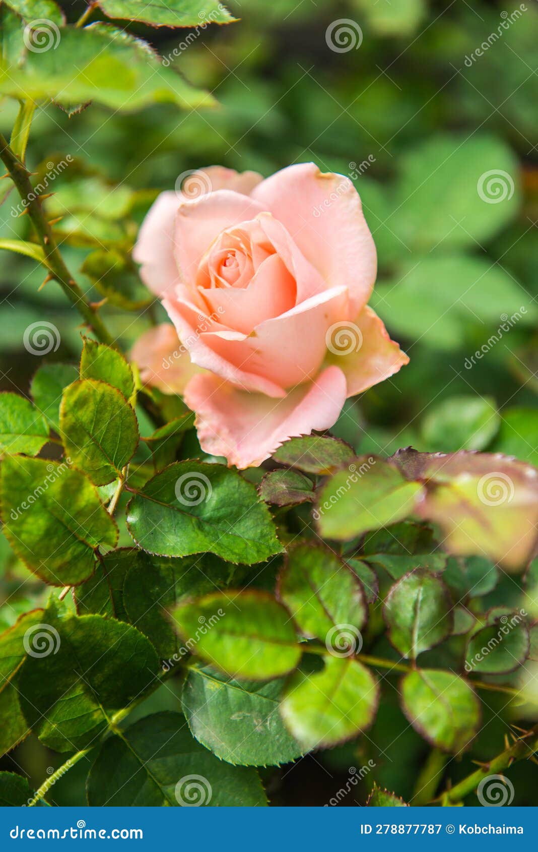Light pink rose in garden stock image. Image of color - 278877787