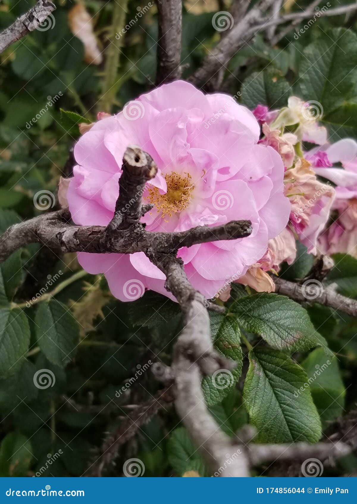 Light Pink Rose stock photo. Image of vine, pink, rose - 174856044