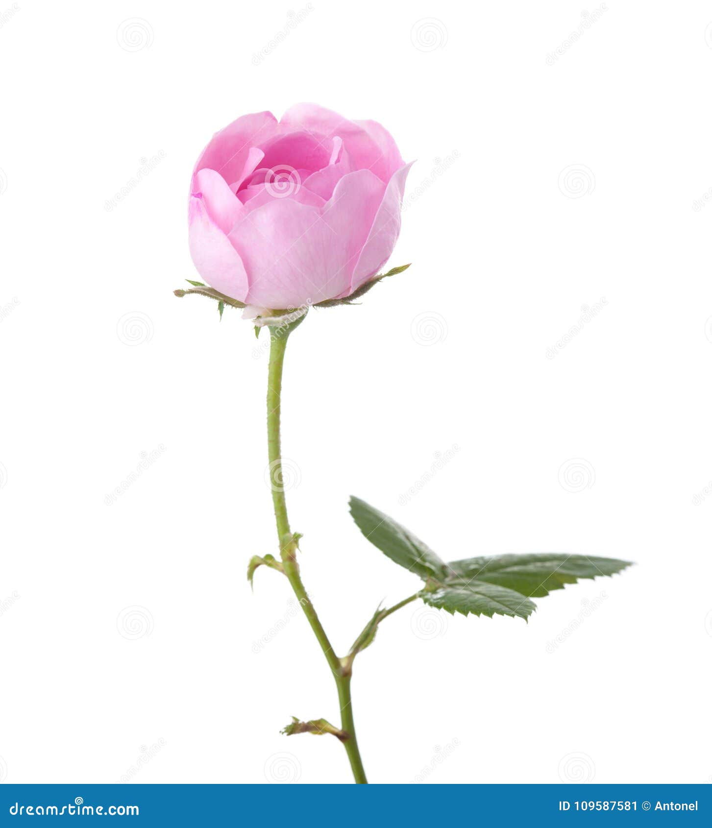 Light Pink Rose Isolated On White. Tea Rose Royalty-Free Stock ...