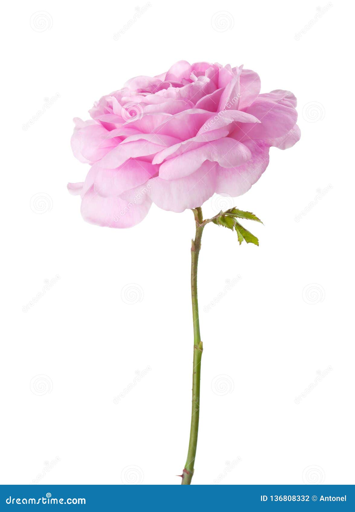 Light Pink Rose Isolated on White. Tea Rose Stock Photo - Image of ...